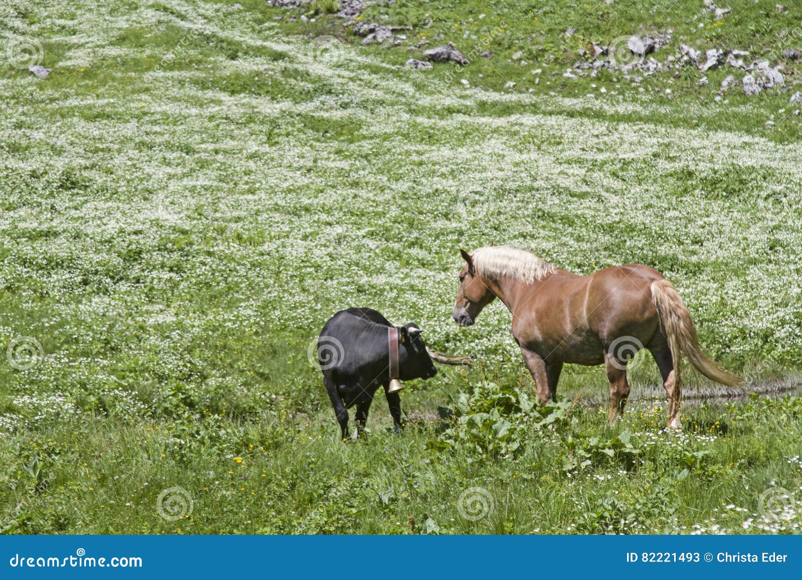 Caballo Y Vaca En Un Prado Alpino Imagen de archivo - Imagen de verano ...