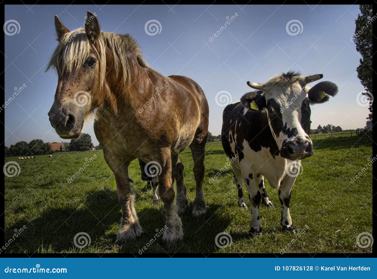Caballo Y Vaca Felices Junto Foto de archivo - Imagen de toma, vaca ...
