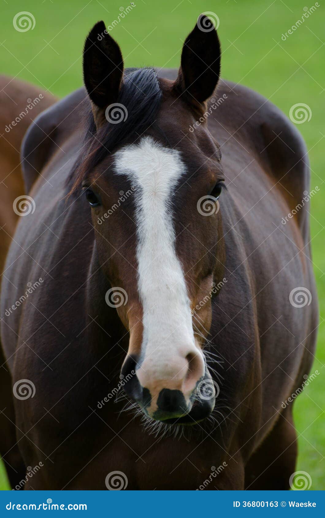 Caballos imagen de archivo. Imagen de caballos, alemania - 36800163