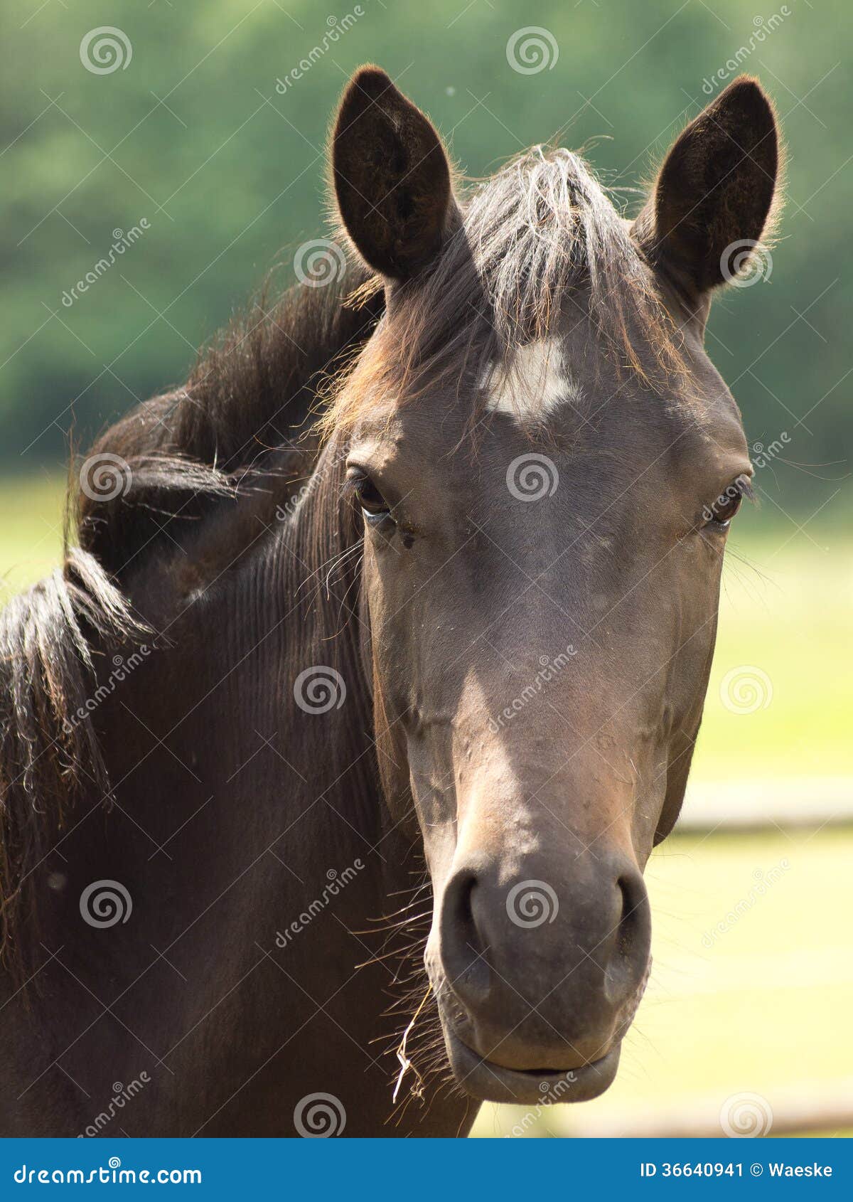 Caballos alemanes imagen de archivo. Imagen de animales - 36640941