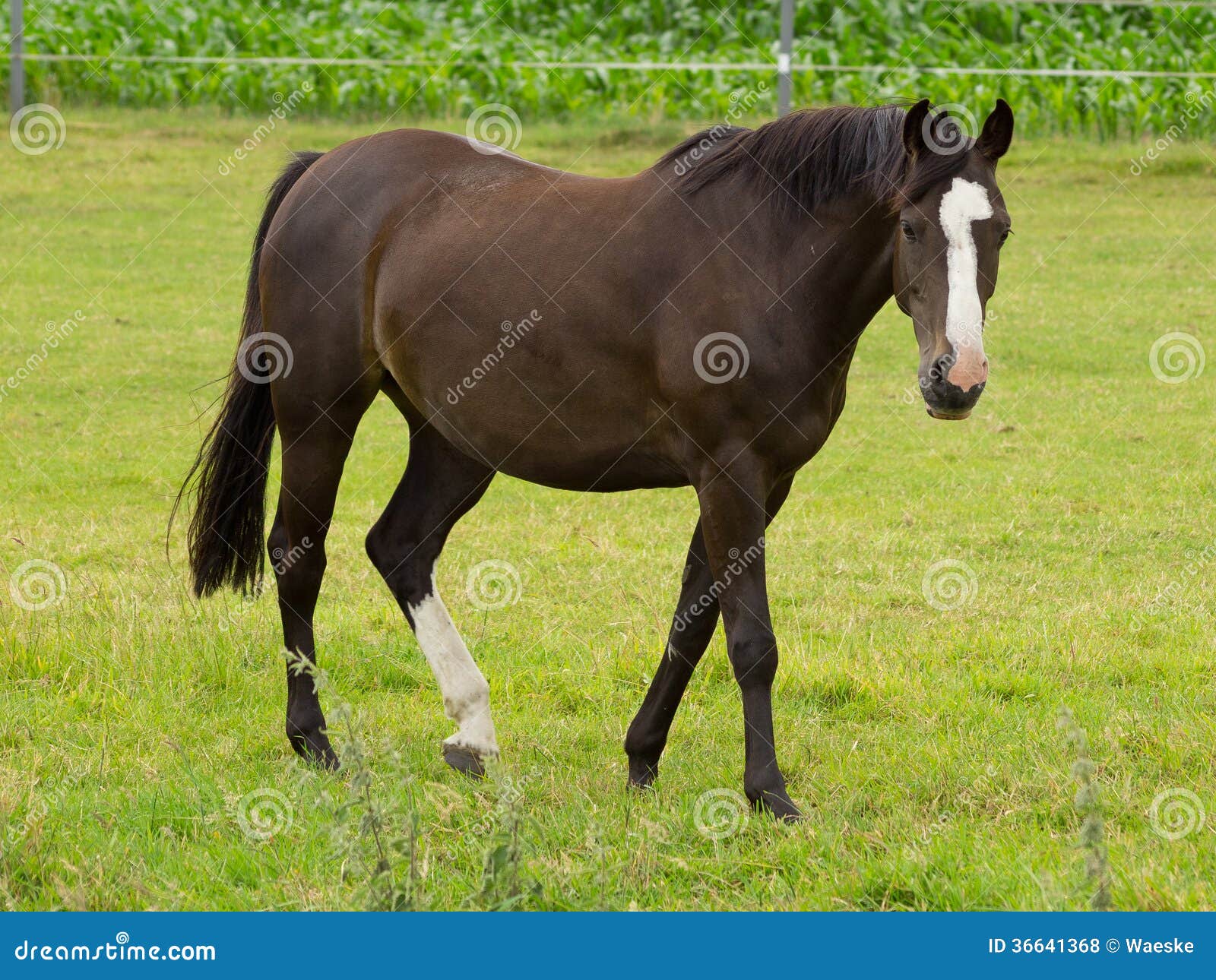 Caballos alemanes foto de archivo. Imagen de caballos - 36641368