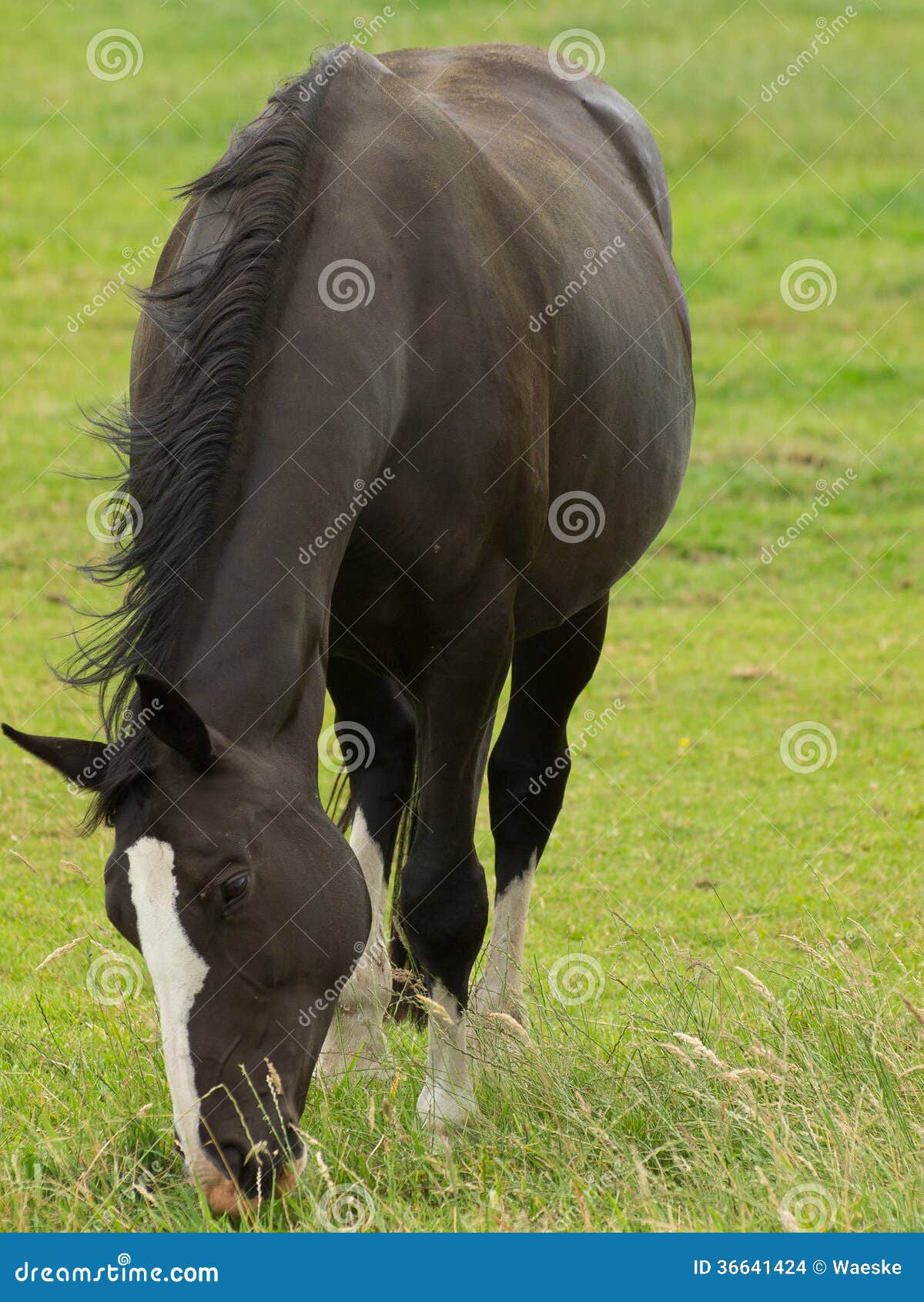 Caballos alemanes foto de archivo. Imagen de caballo - 36641424