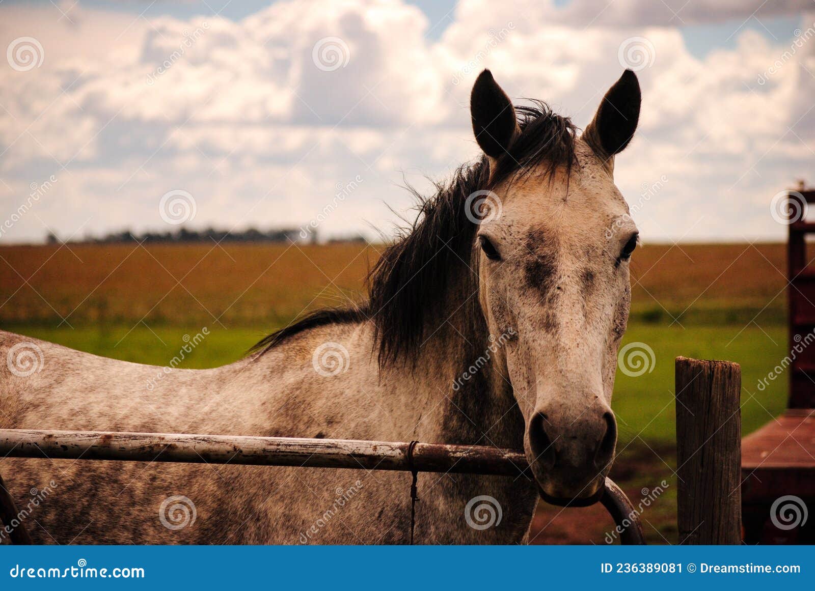 Caballos Animales Mare Caballo Imagen de archivo - Imagen de manada ...