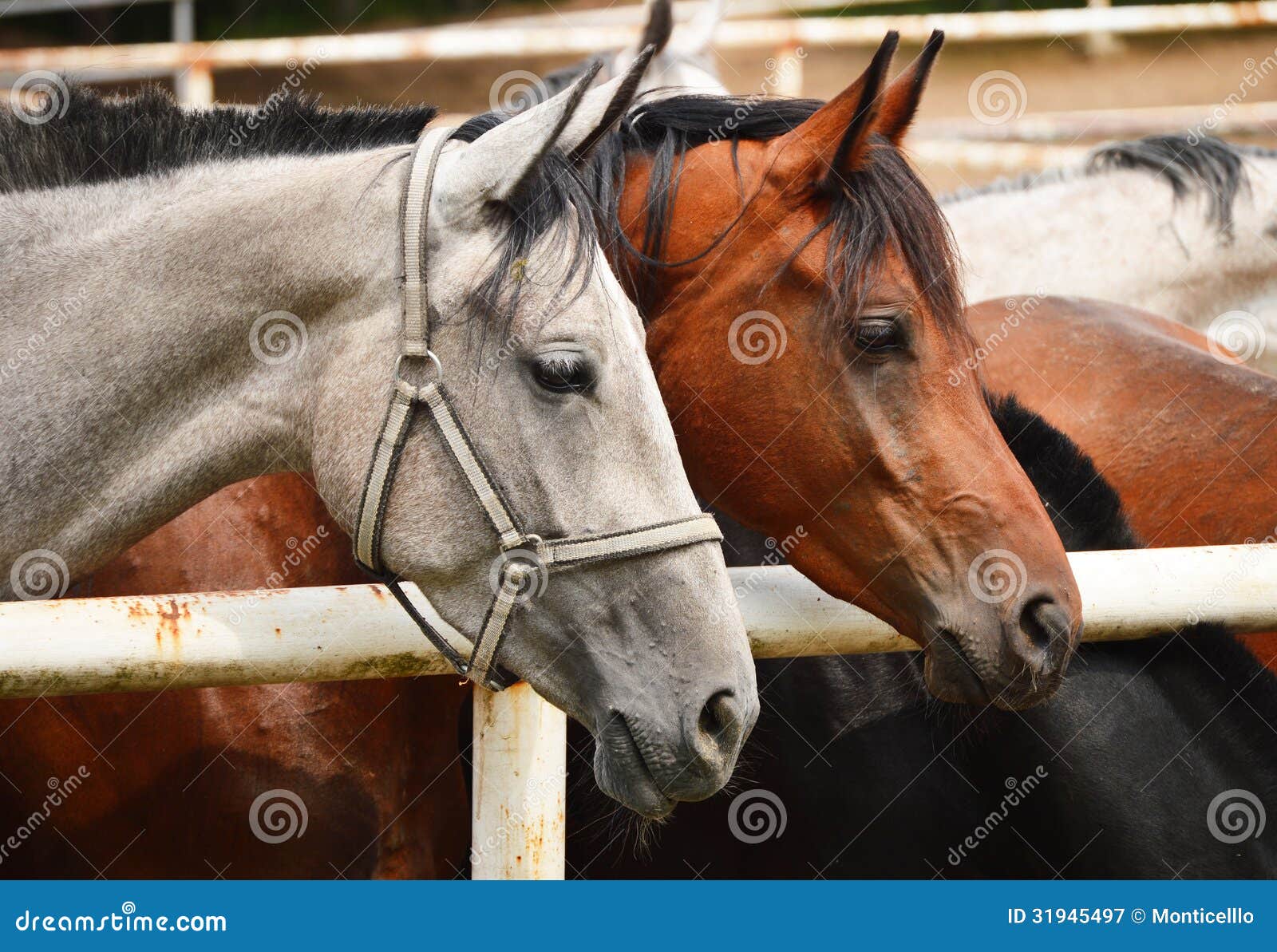 Caballos cerca del establo imagen de archivo. Imagen de estable - 31945497