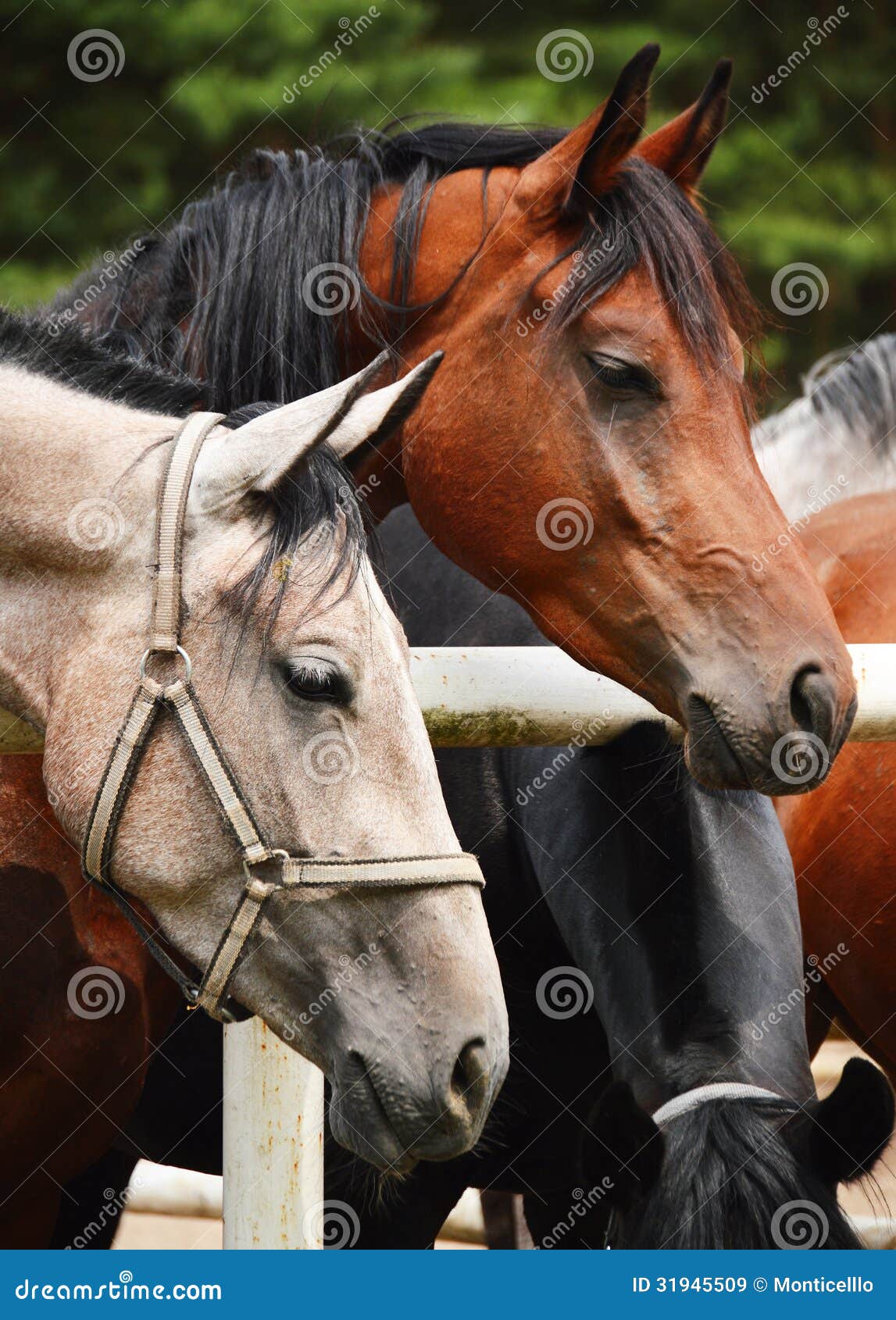 Caballos cerca del establo imagen de archivo. Imagen de estable - 31945509