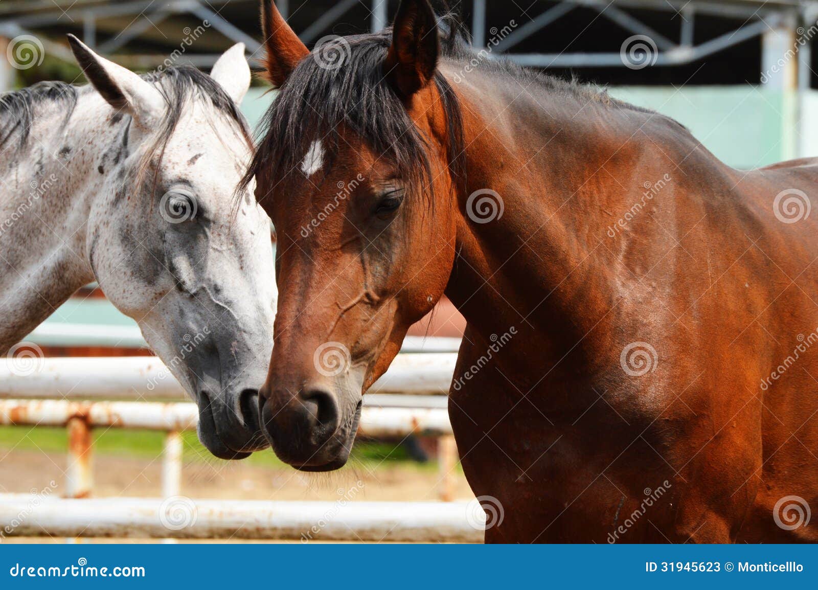 Caballos cerca del establo imagen de archivo. Imagen de transporte ...