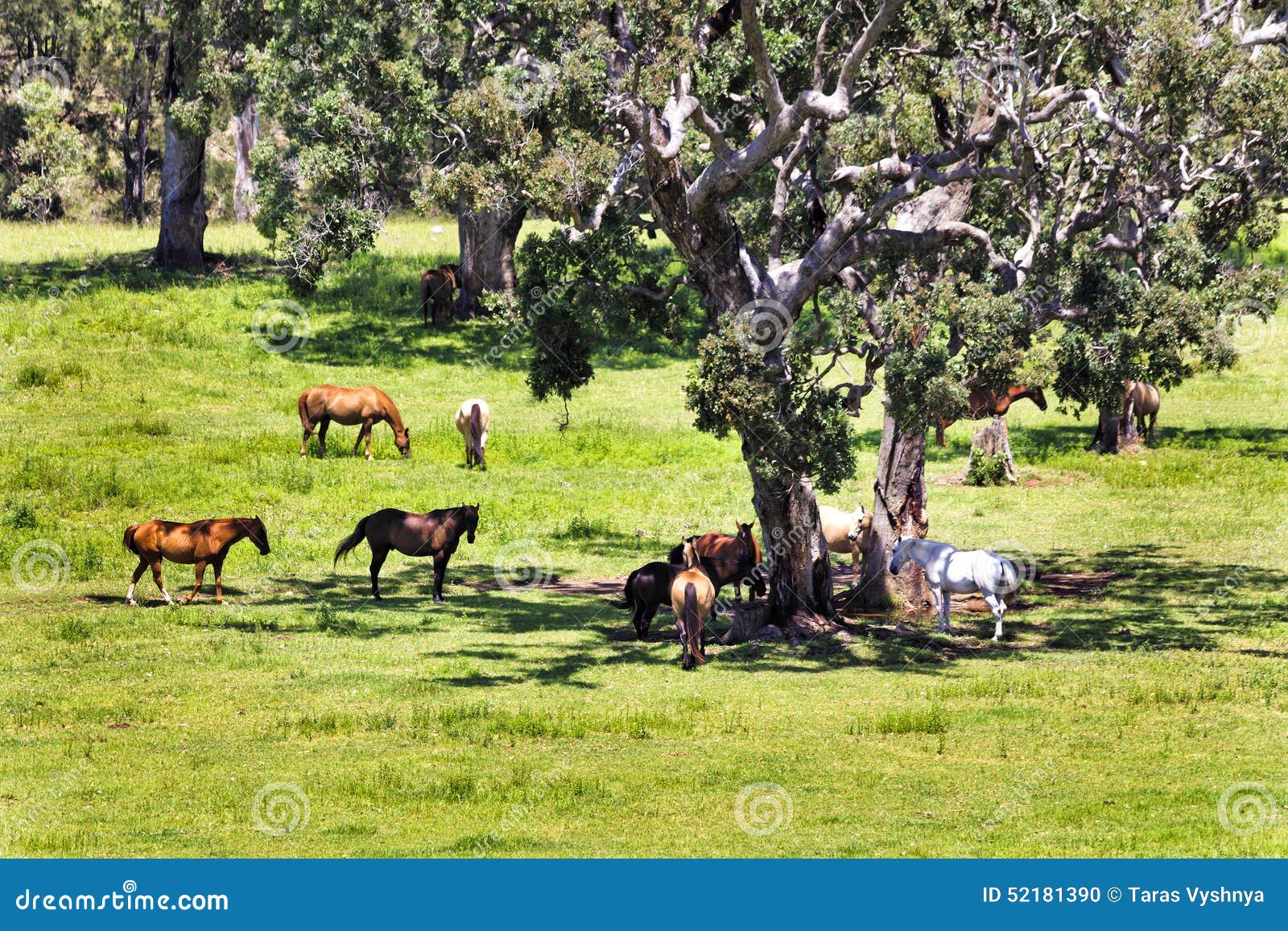 Caballos Cobark de BTops foto de archivo. Imagen de cortina - 52181390