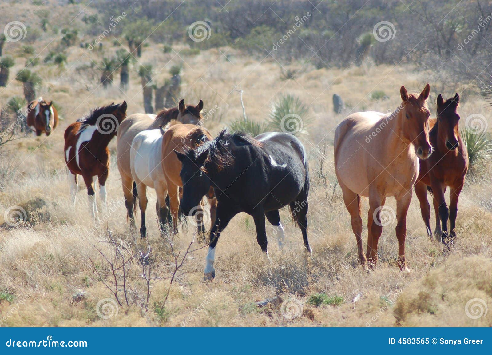 Caballos del rancho imagen de archivo. Imagen de gelatinas - 4583565