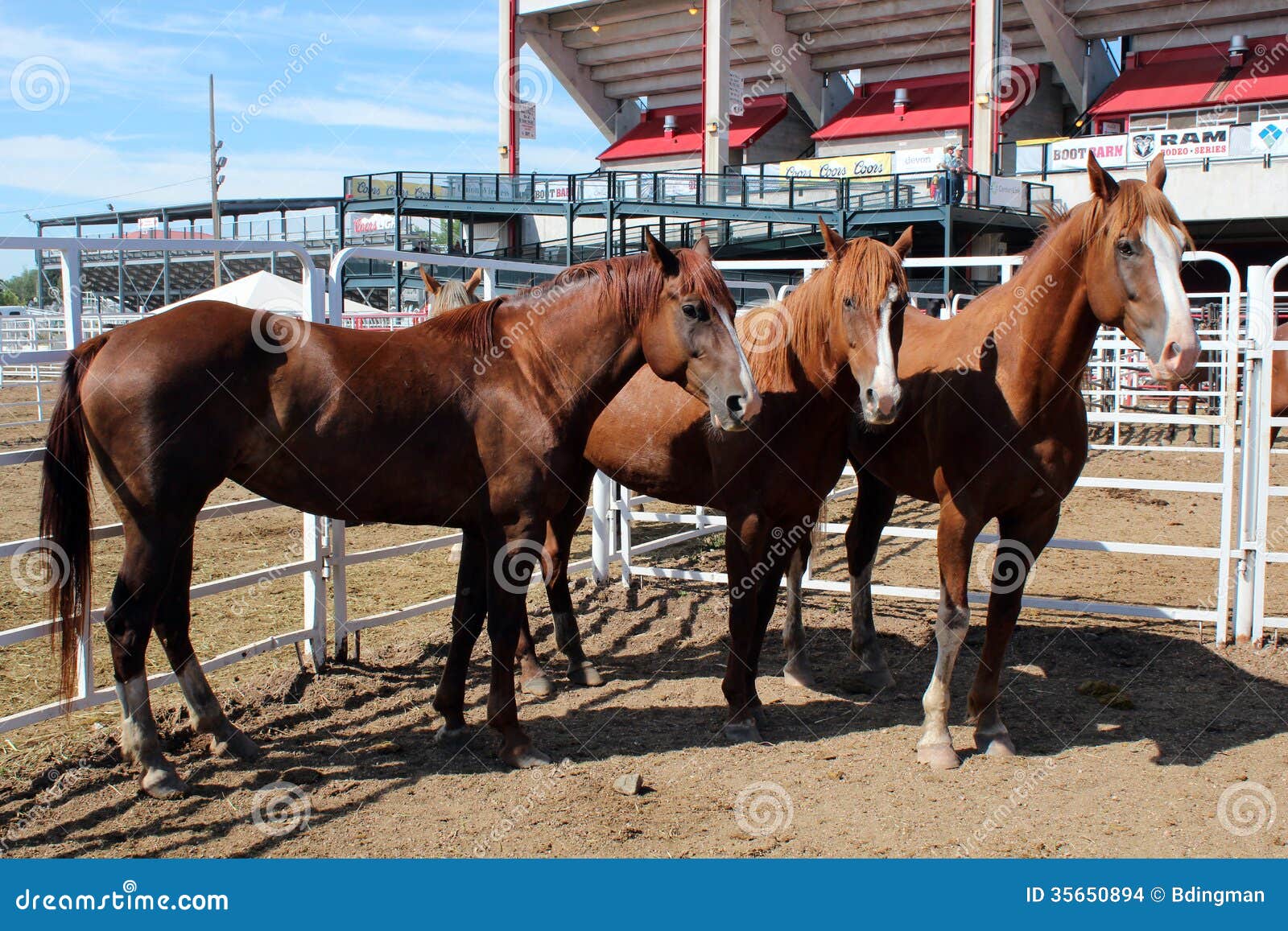 Caballos del rodeo imagen de archivo editorial. Imagen de ritos - 35650894