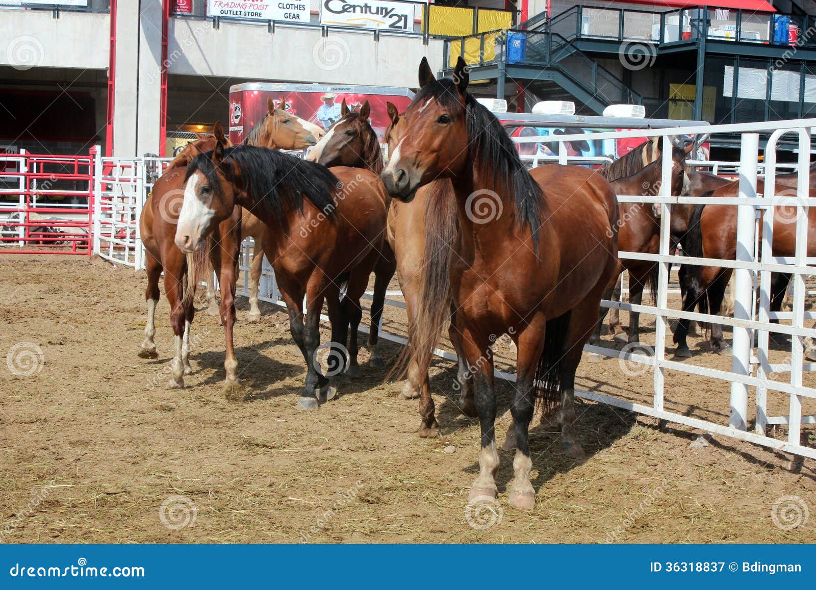 Caballos del rodeo fotografía editorial. Imagen de arena - 36318837