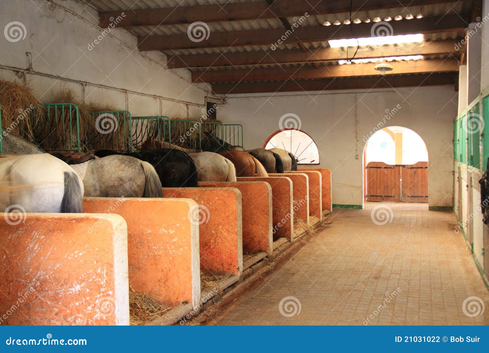 Caballos Dentro Del Establo Foto de archivo - Imagen de agricultura ...