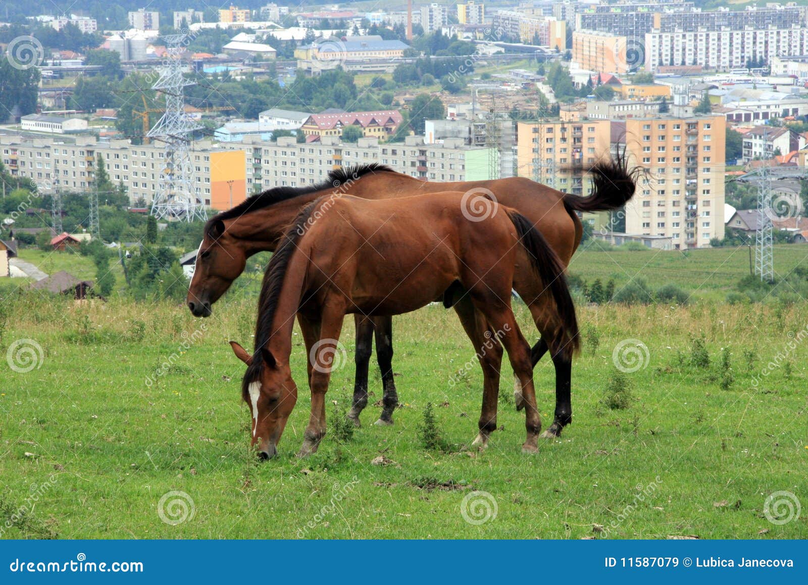 Caballos en ciudad? imagen de archivo. Imagen de cubo - 11587079