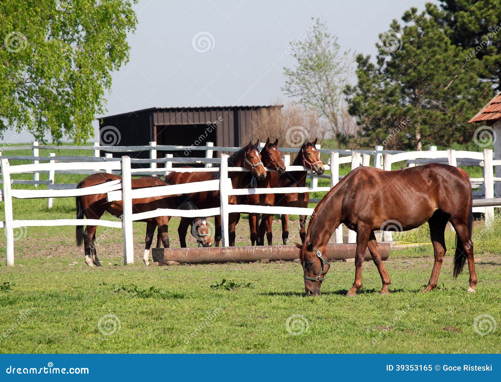 Caballos en corral imagen de archivo. Imagen de exterior - 39353165