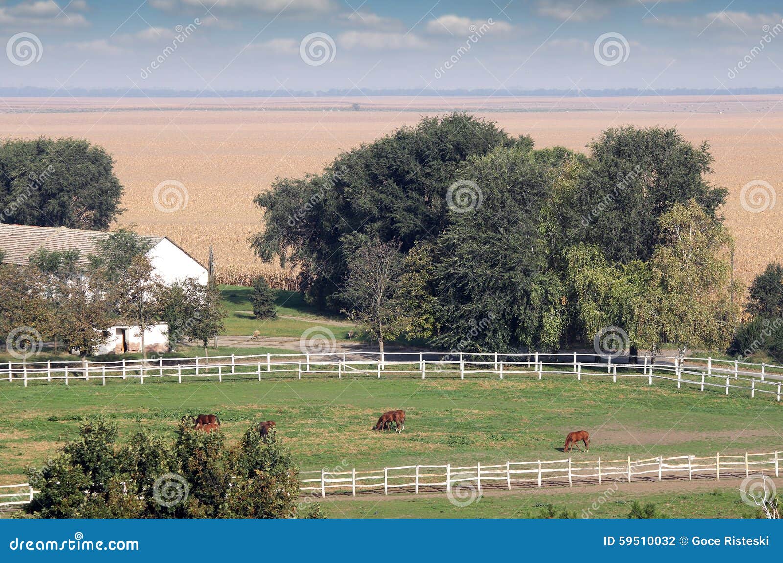 Caballos En Corral En Granja Foto de archivo - Imagen de campo, cubo ...