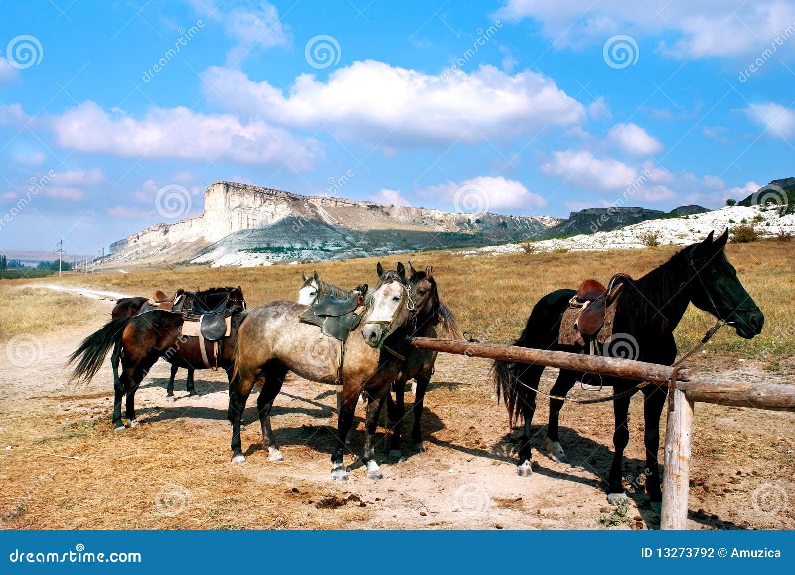 Caballos en el rancho foto de archivo. Imagen de hierba - 13273792