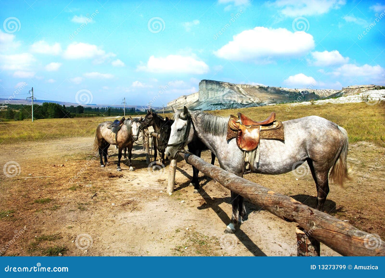 Caballos en el rancho imagen de archivo. Imagen de rancho - 13273799
