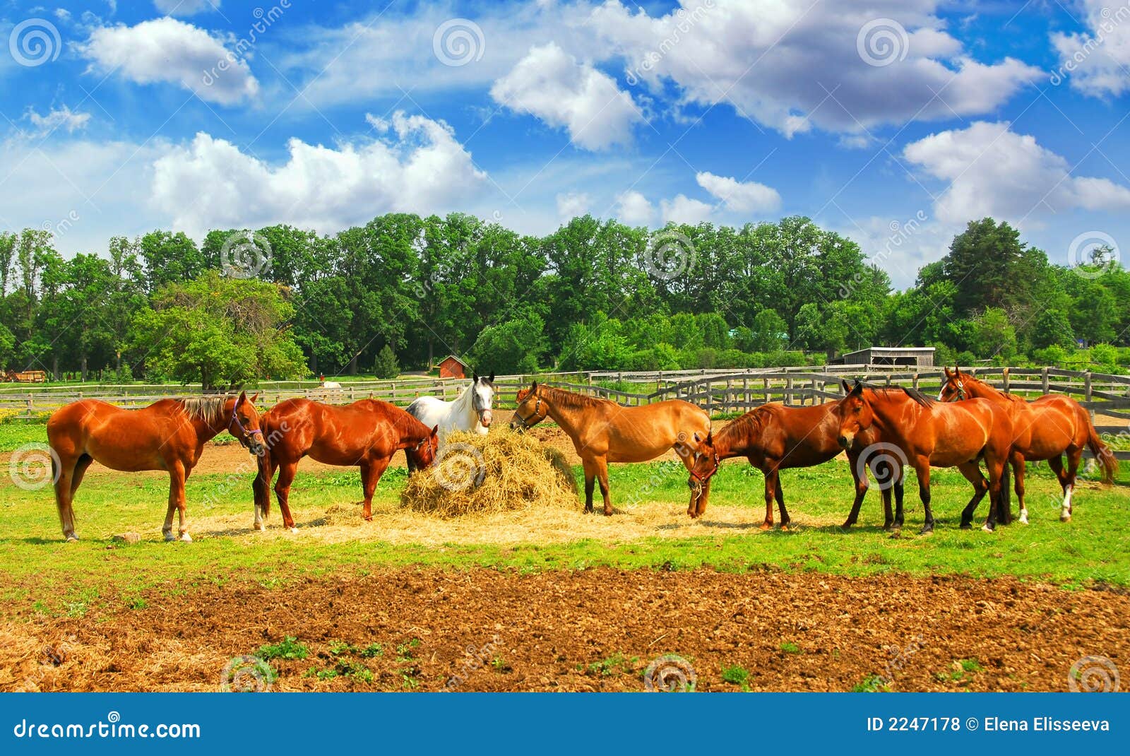 Caballos en el rancho foto de archivo. Imagen de caballo - 2247178