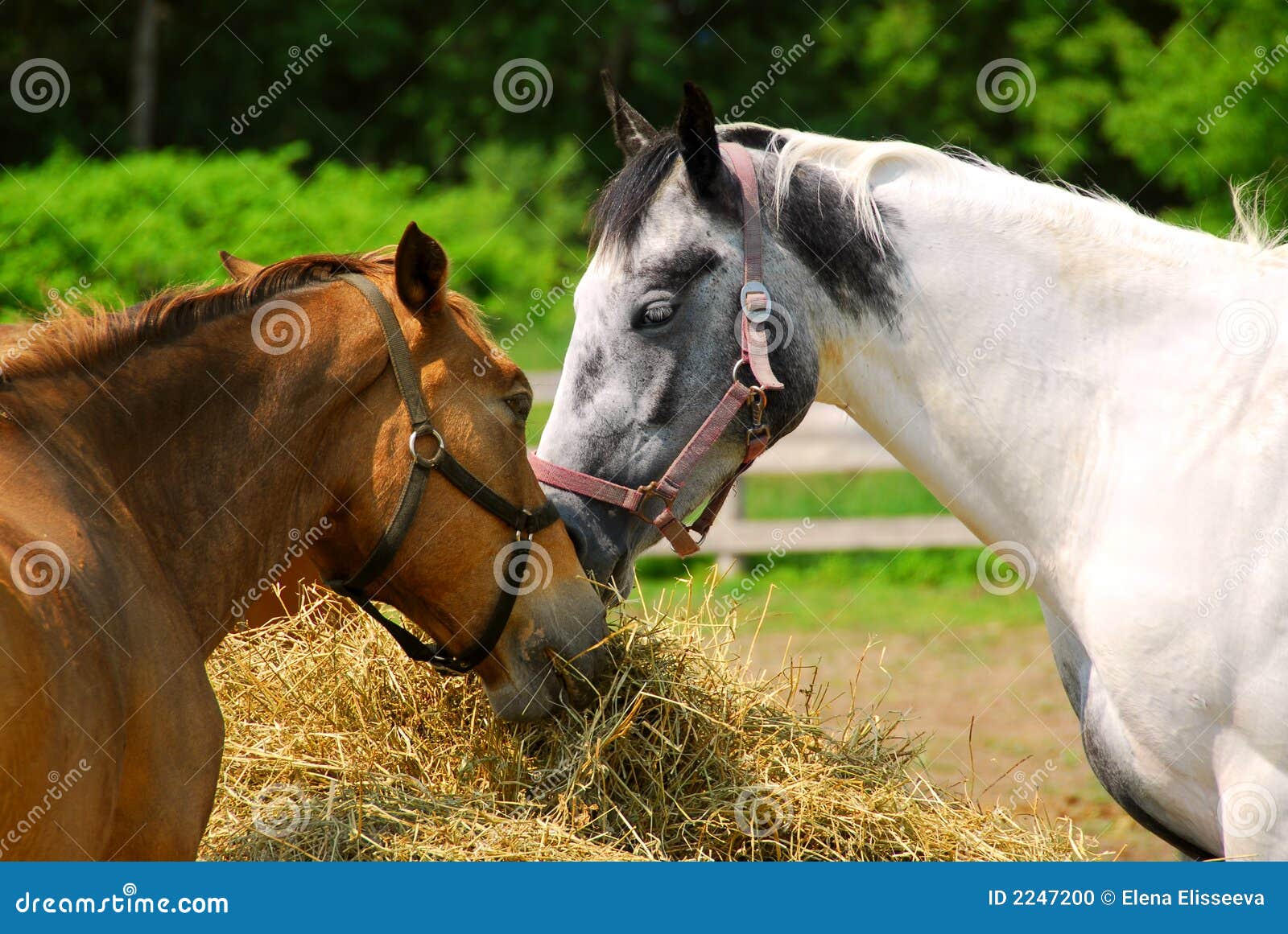 Caballos en el rancho foto de archivo. Imagen de paisaje - 2247200