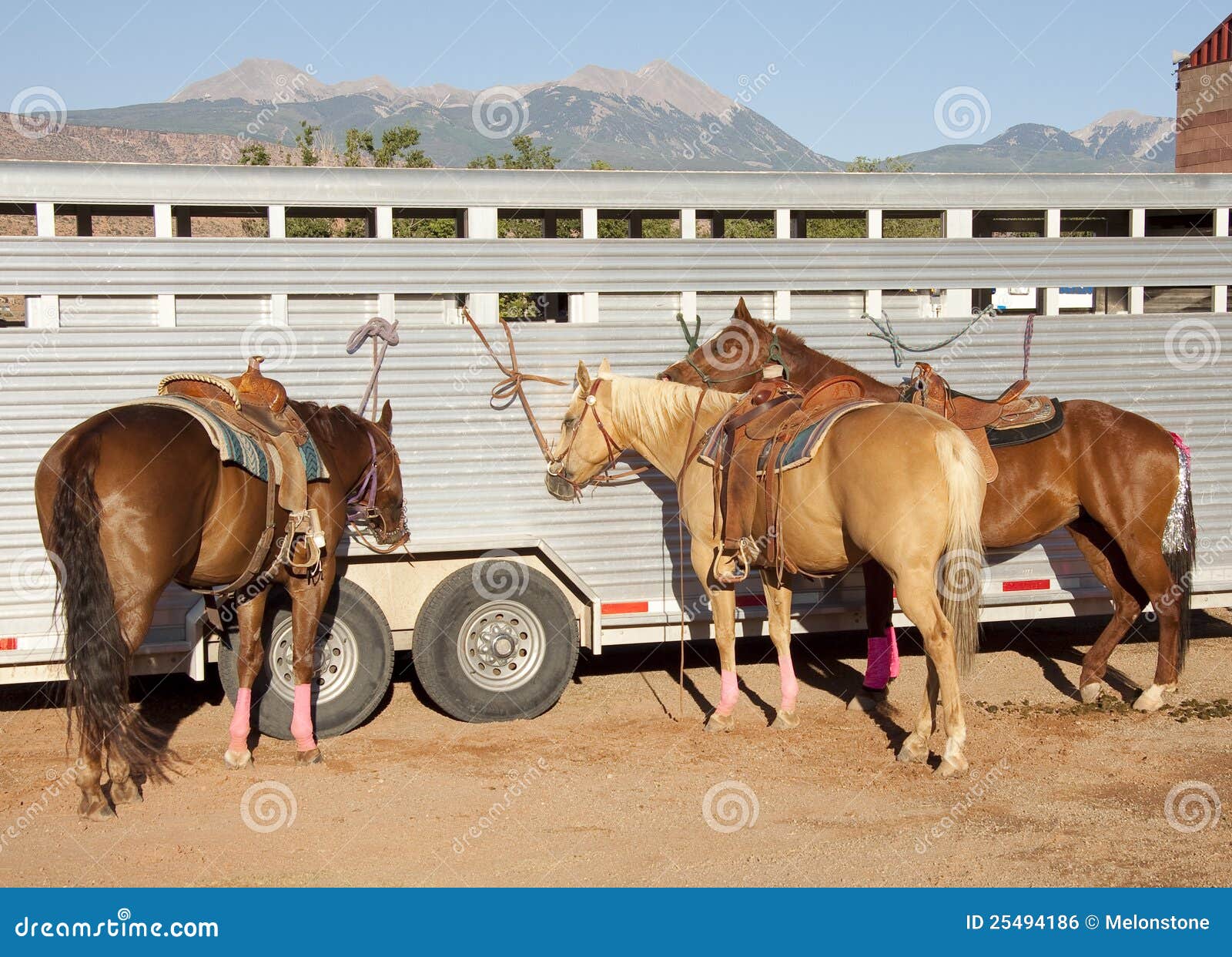 Caballos en el rodeo foto de archivo. Imagen de carrera - 25494186