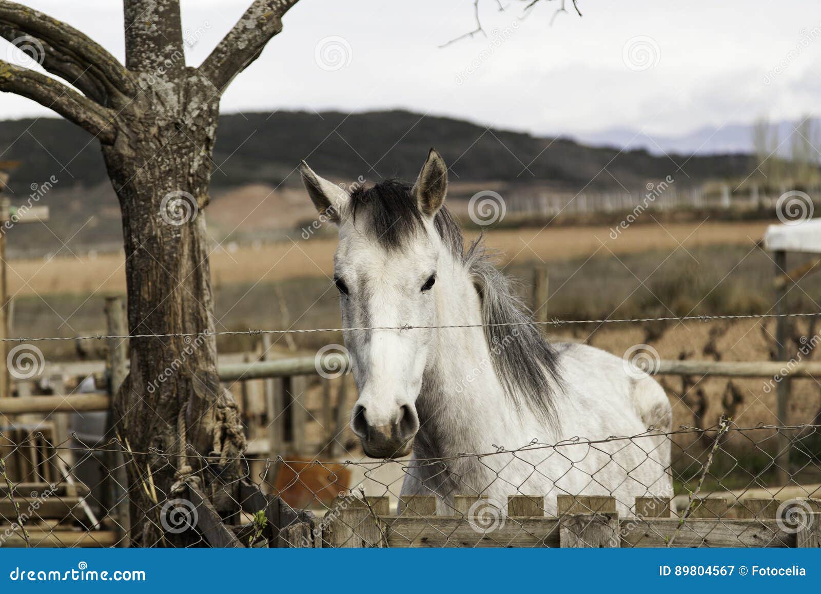 Caballos en establo imagen de archivo. Imagen de pasto - 89804567
