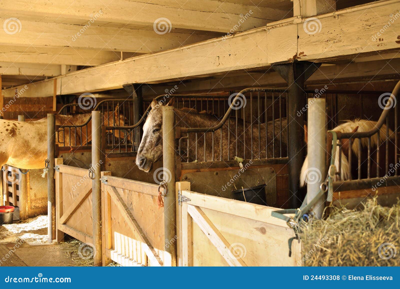 Caballos en establos foto de archivo. Imagen de madera - 24493308