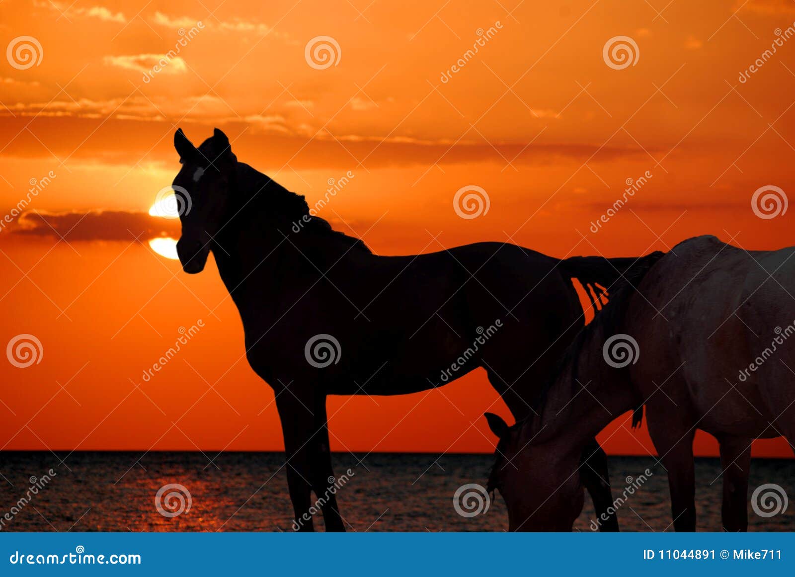 Caballos en la playa imagen de archivo. Imagen de tropical - 11044891