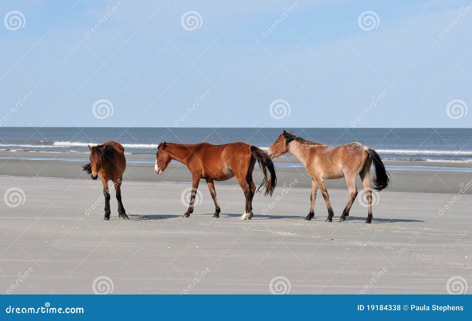 Caballos en la playa foto de archivo. Imagen de semental - 19184338