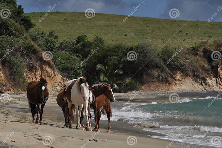 Caballos en la playa imagen de archivo. Imagen de caribe - 27130987