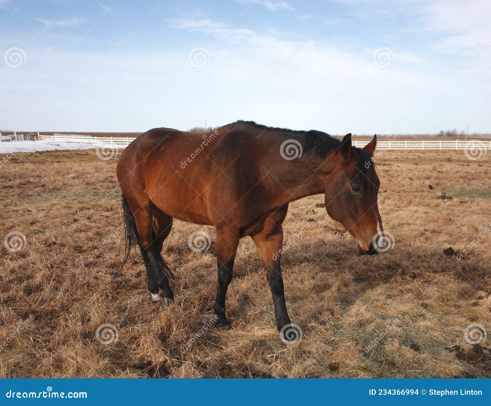 Caballos en un corral foto de archivo. Imagen de caballo - 234366994
