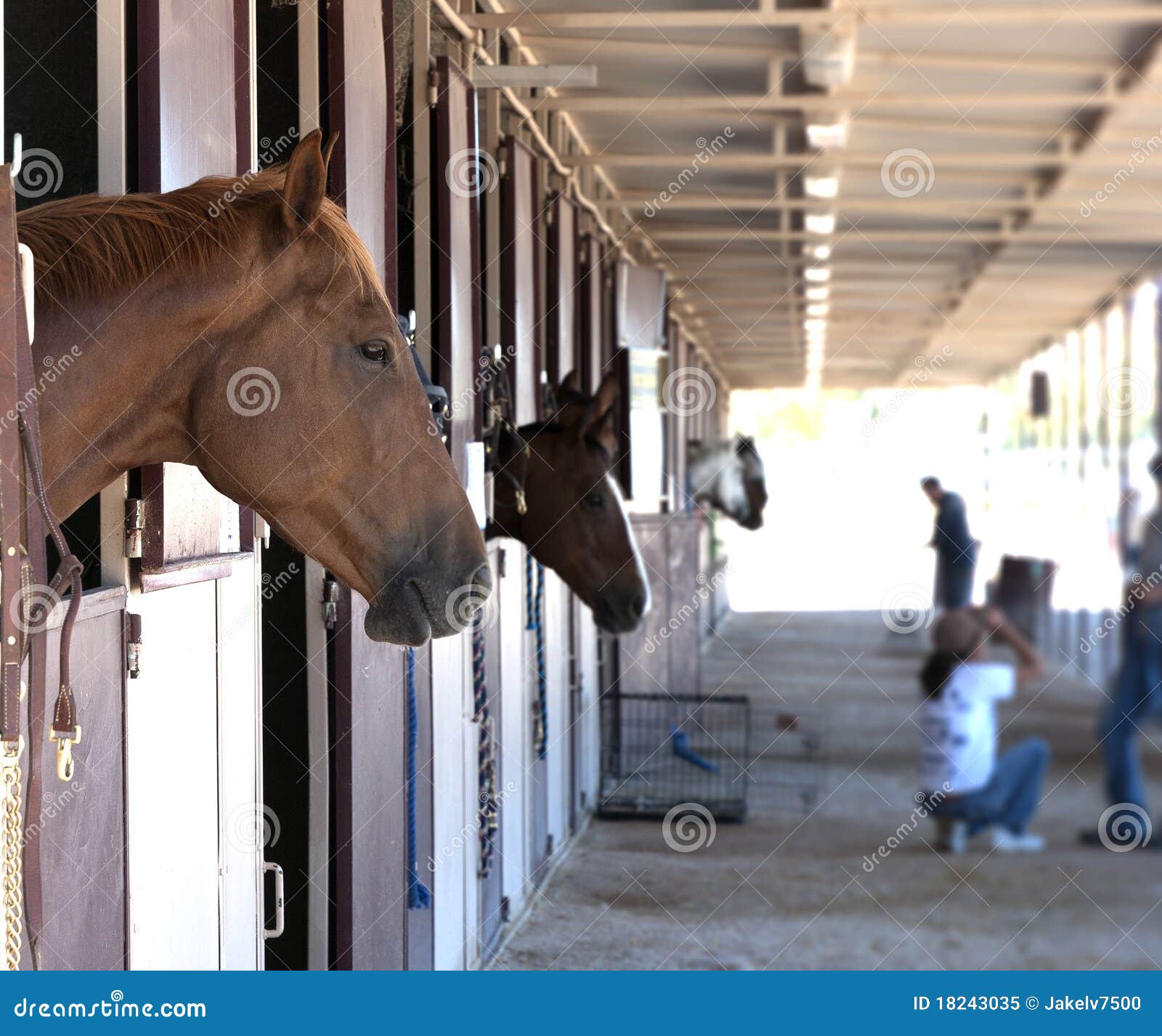 Caballos en un establo imagen de archivo. Imagen de negro - 18243035