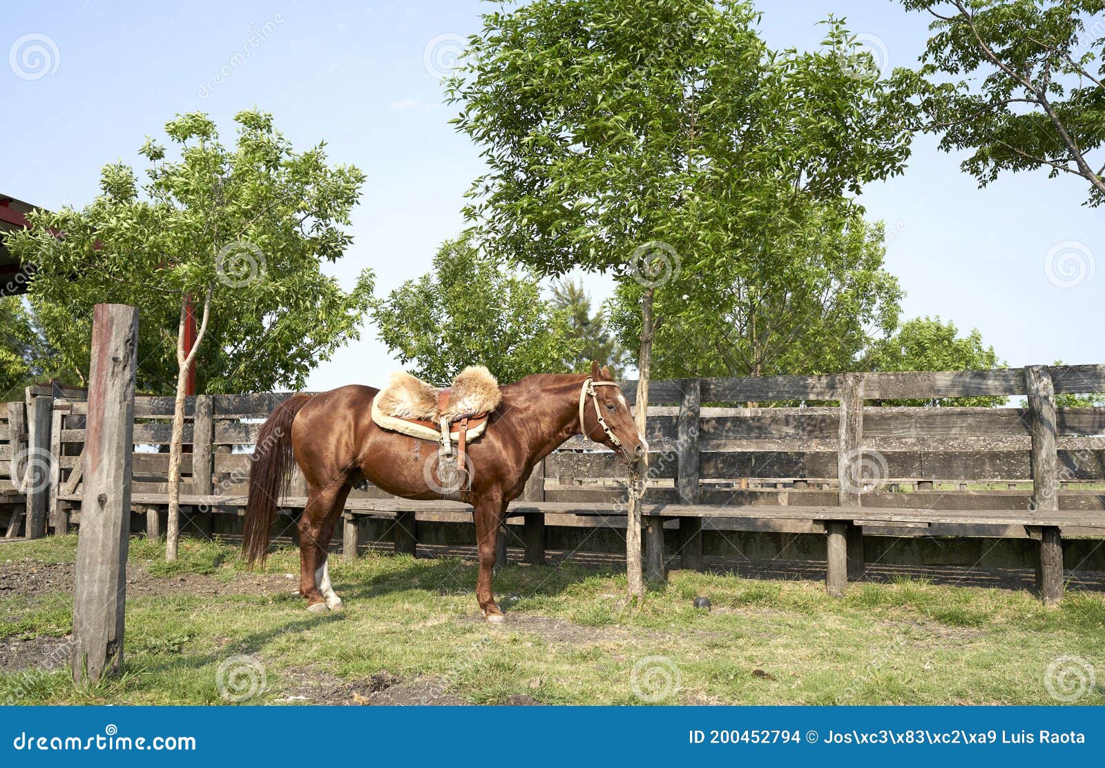 Caballos En Un Establo De Caballos De Una Granja Foto de archivo ...