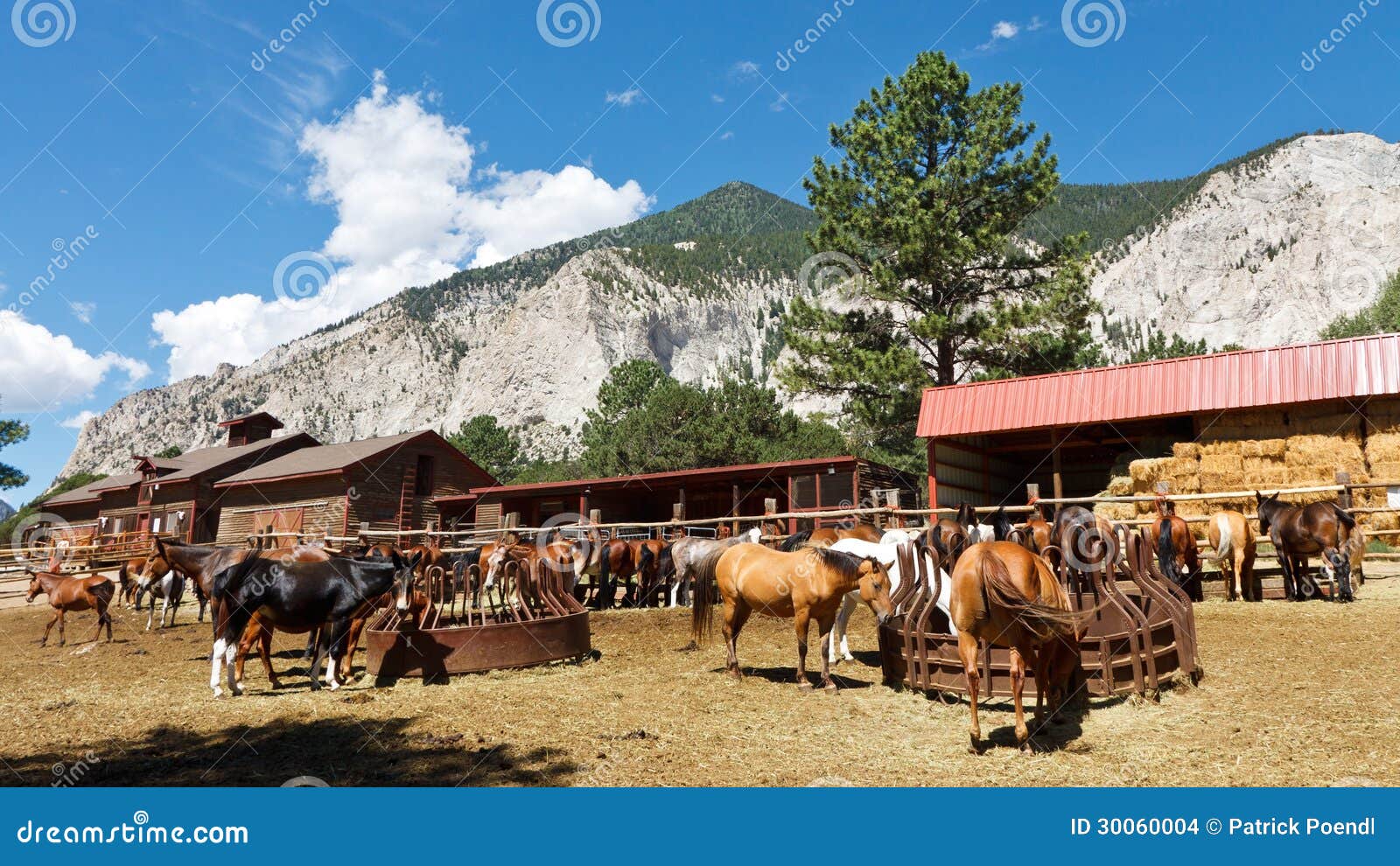 Caballos en el rancho foto de archivo. Imagen de estados - 30060004