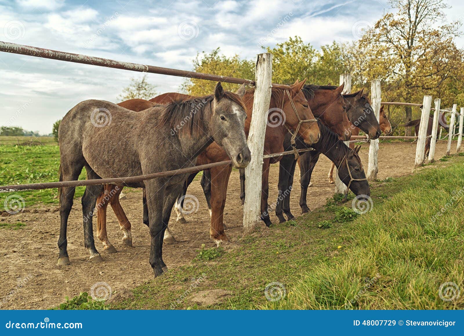 Caballos Hermosos En El Rancho De La Granja Imagen de archivo - Imagen ...