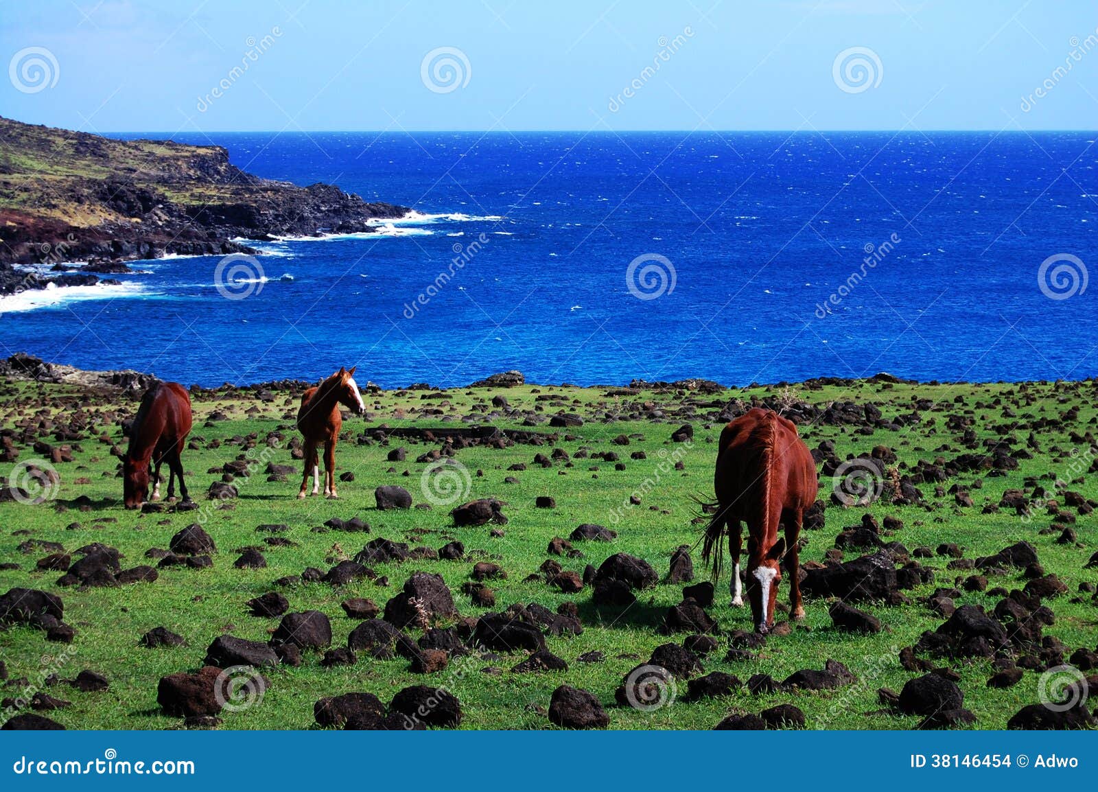 Caballos - isla de pascua foto de archivo. Imagen de horizonte - 38146454