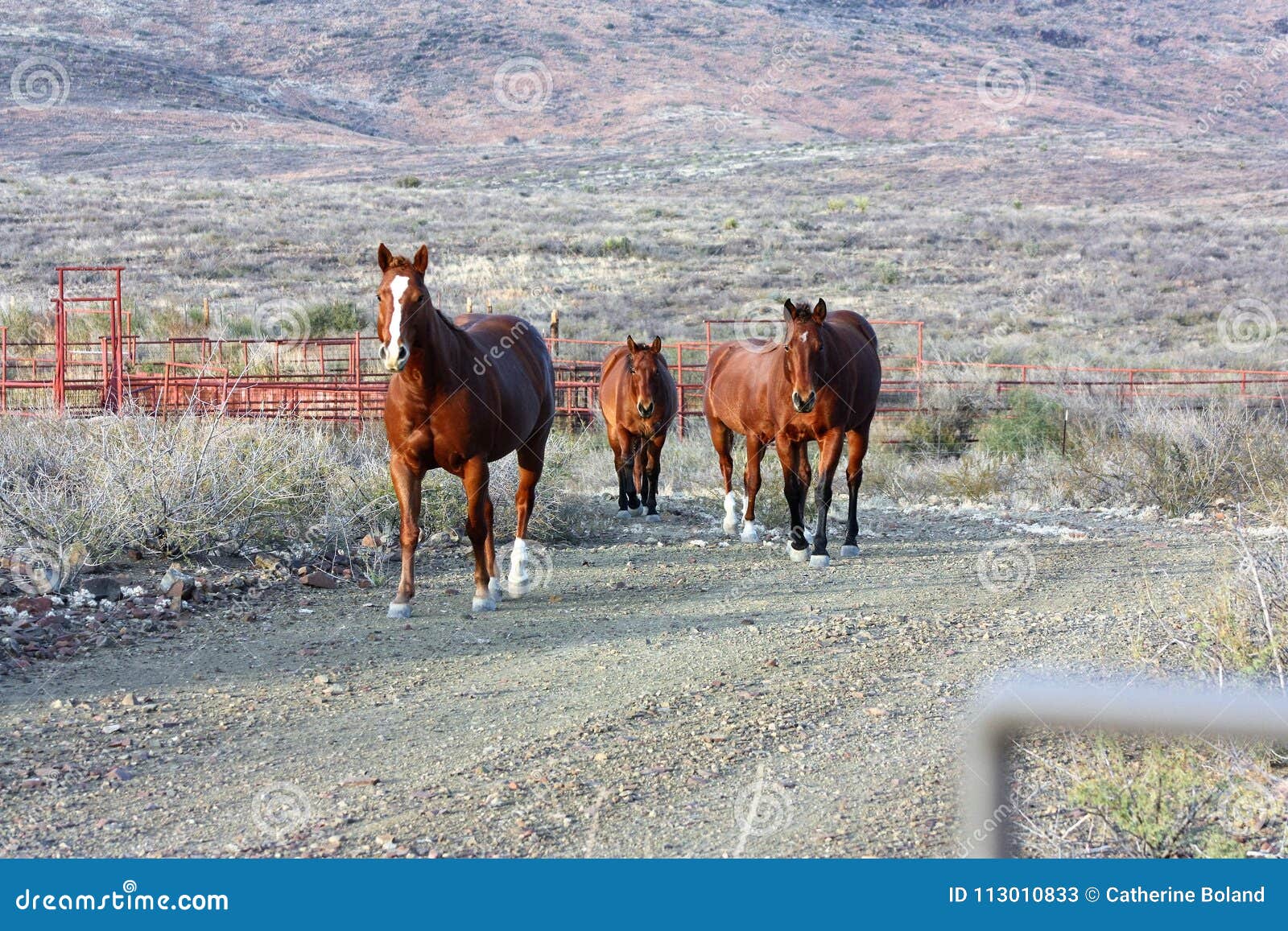 Caballos Que Caminan El Rancho En Tejas Del Oeste Imagen de archivo ...
