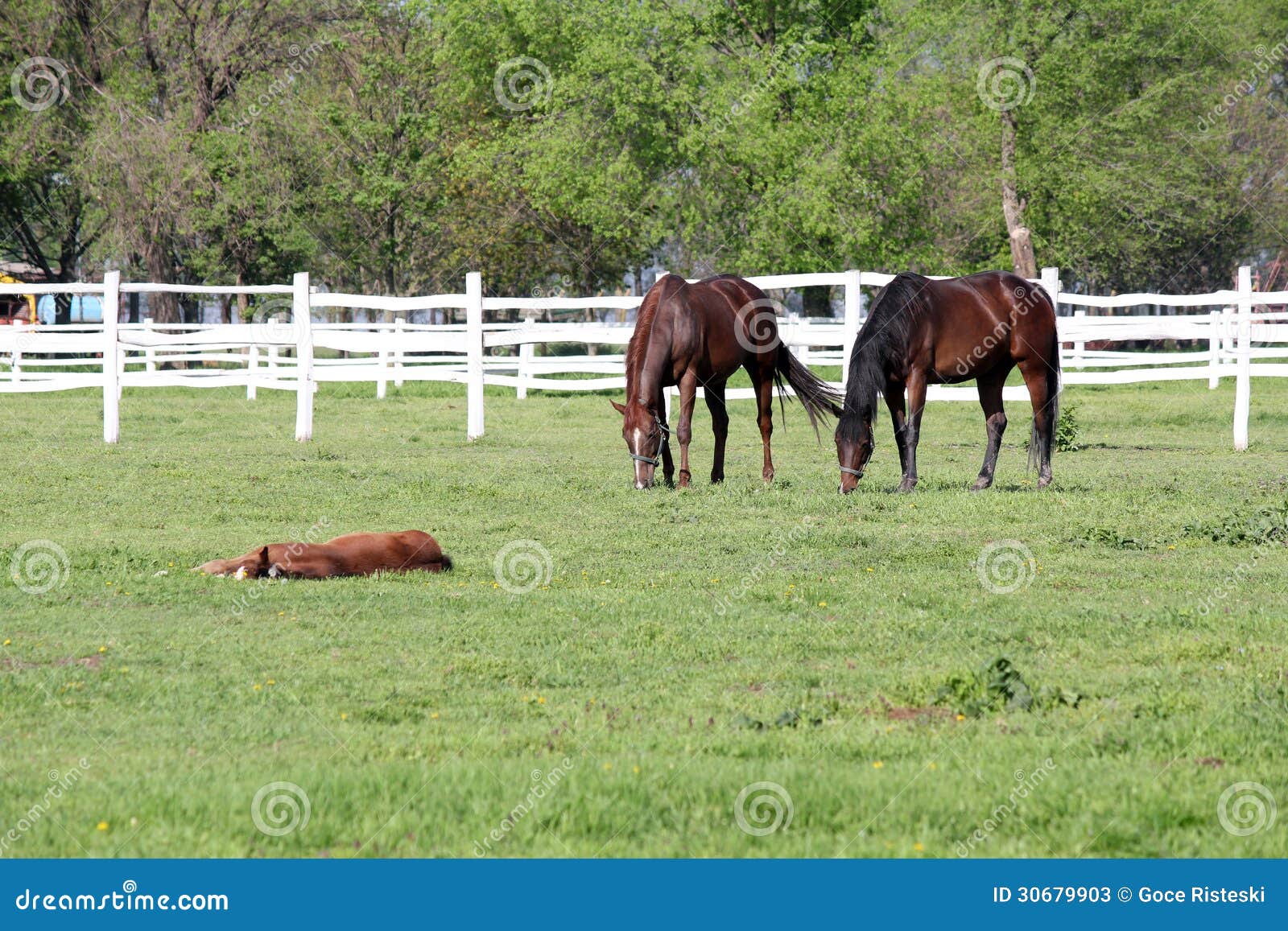 Caballos Que Pastan En Corral Imagen de archivo - Imagen de corral ...