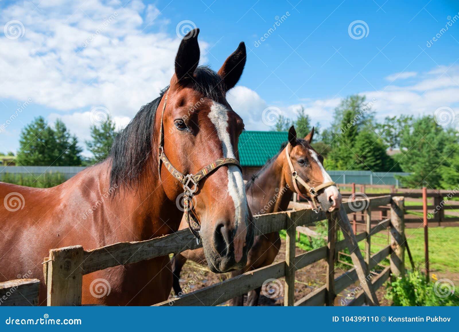 Caballos Que Se Colocan a Lo Largo De Una Cerca Foto de archivo ...