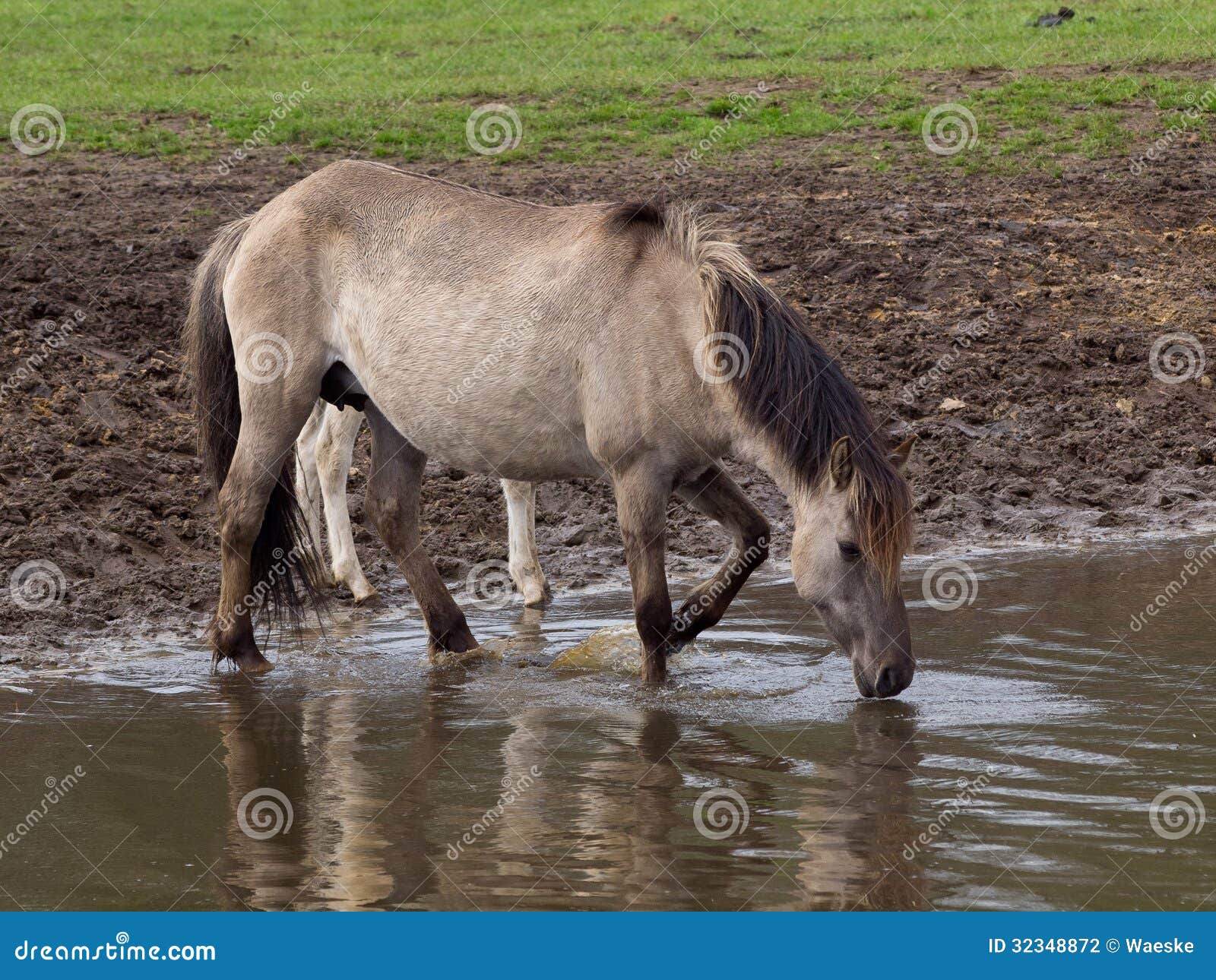 Caballos Salvajes En Alemania Foto de archivo - Imagen de caballos ...