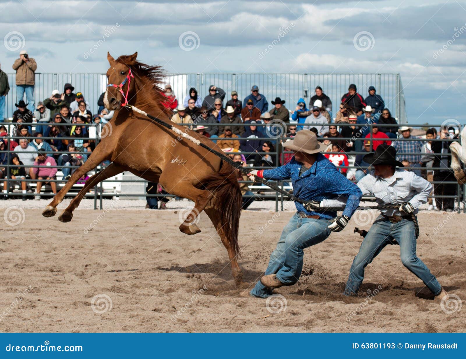 Caballos Salvajes En El Rodeo Profesional Foto de archivo editorial ...