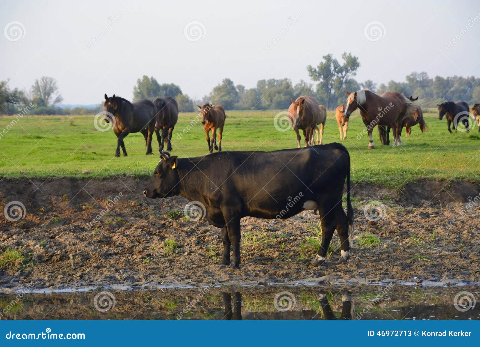 Caballos, Vacas Y Toros En El Campo Imagen de archivo - Imagen de ...