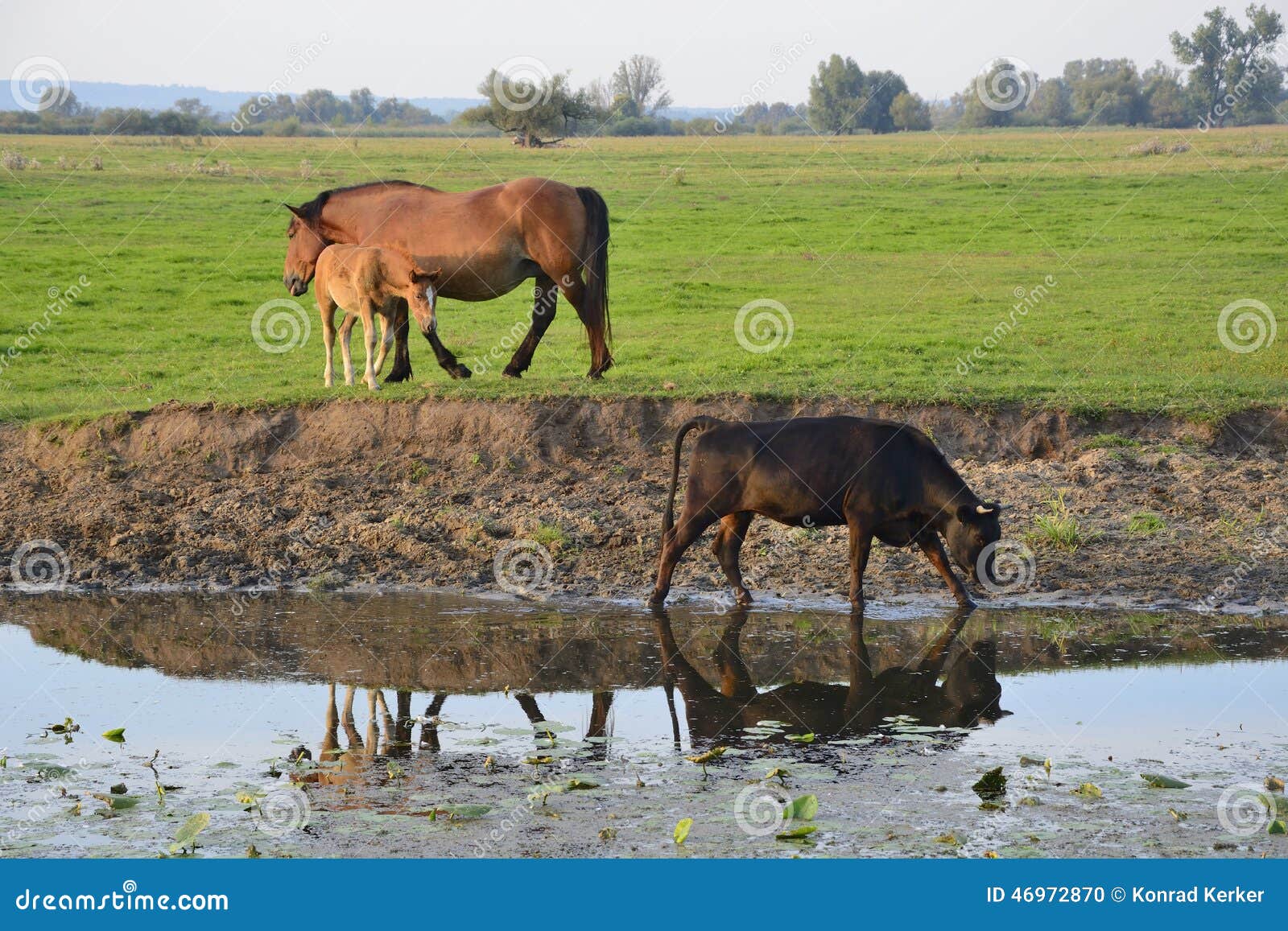 Caballos, Vacas Y Toros En El Campo Foto de archivo - Imagen de ...