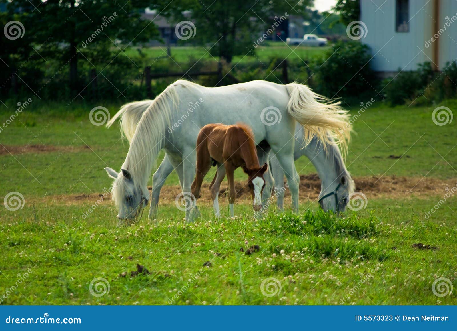Caballos y potro imagen de archivo. Imagen de familia - 5573323