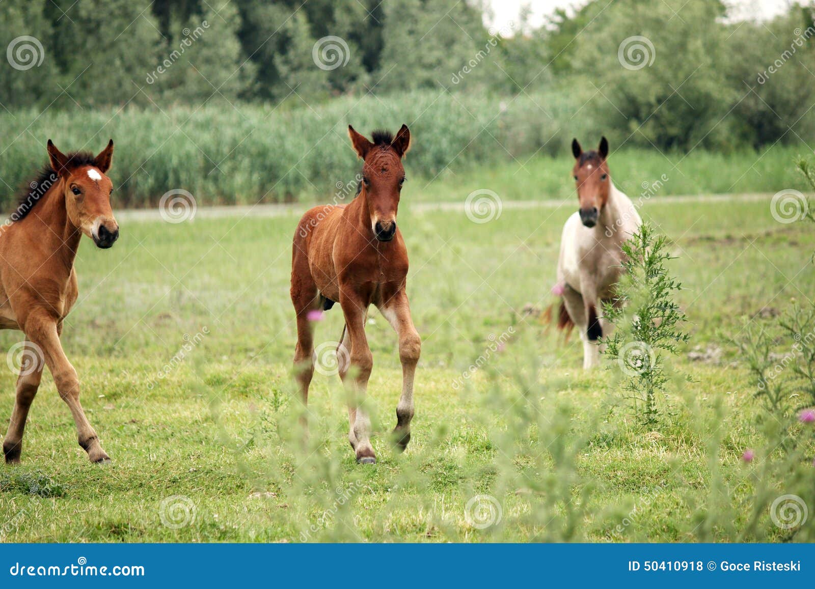 Caballos y potros foto de archivo. Imagen de equino, joven - 50410918