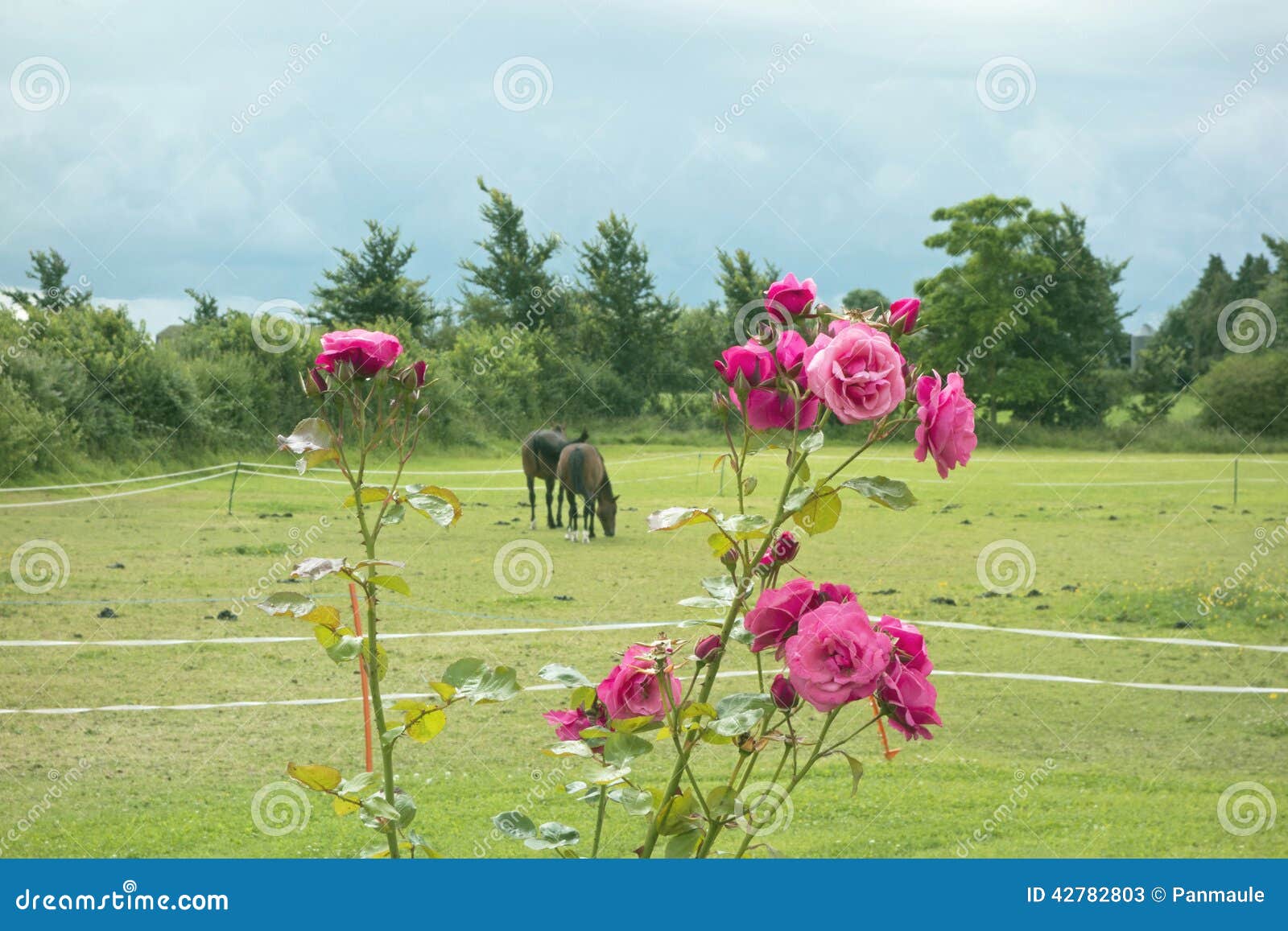 Caballos y rosas imagen de archivo. Imagen de prado, europa - 42782803