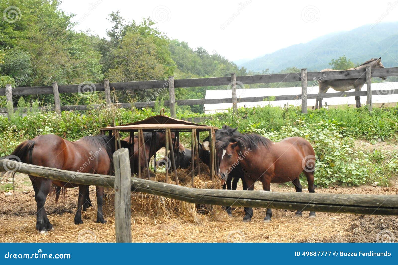 Caballos y un burro imagen de archivo. Imagen de castillo - 49887777