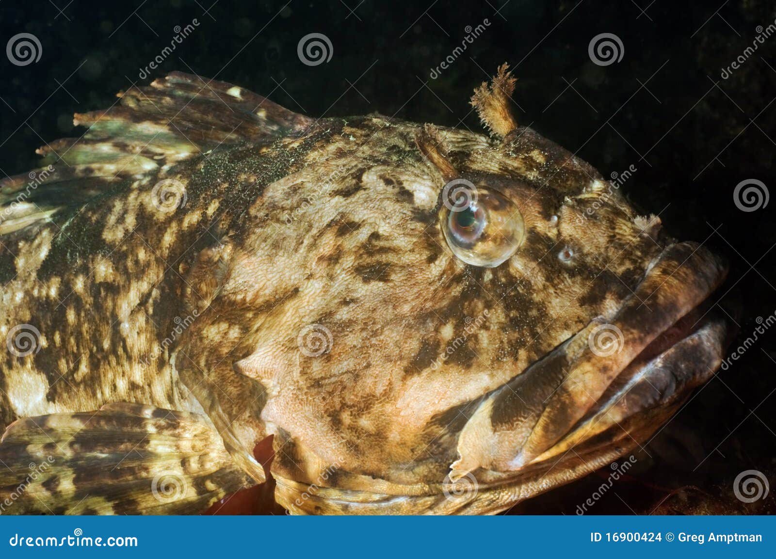 Cabazon stock photo. Image of underwater, west, wild - 16900424