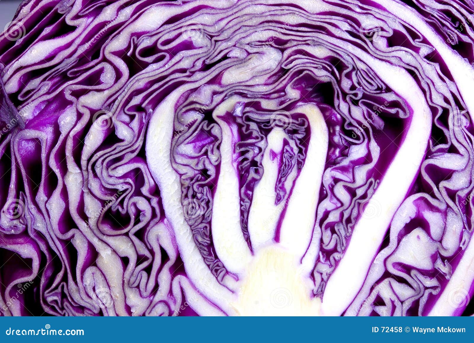 Cabbage 1 stock photo. Image of farming, cuisine, diet, appetite - 72458