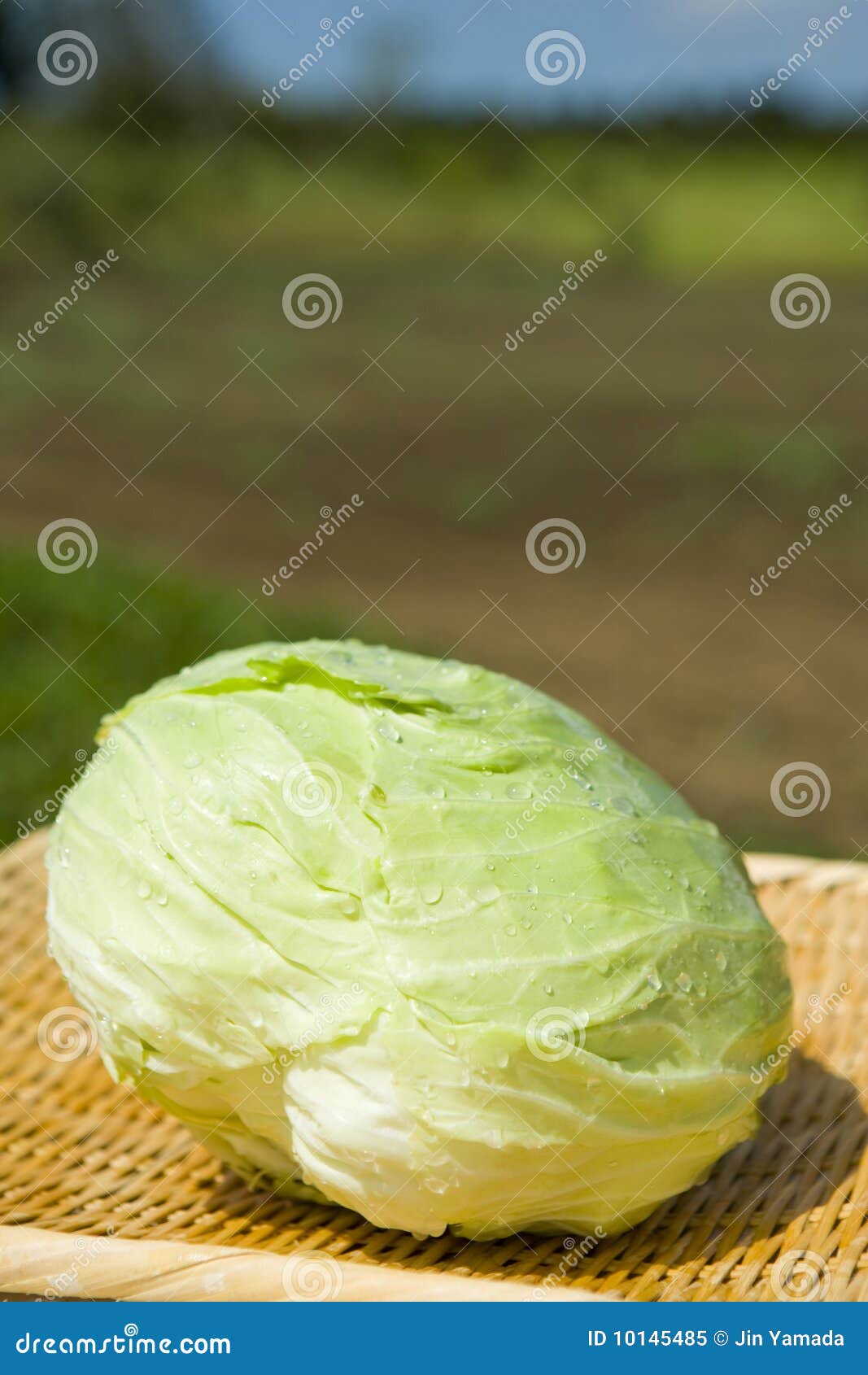 Cabbage stock image. Image of nutrition, natural, nice - 10145485