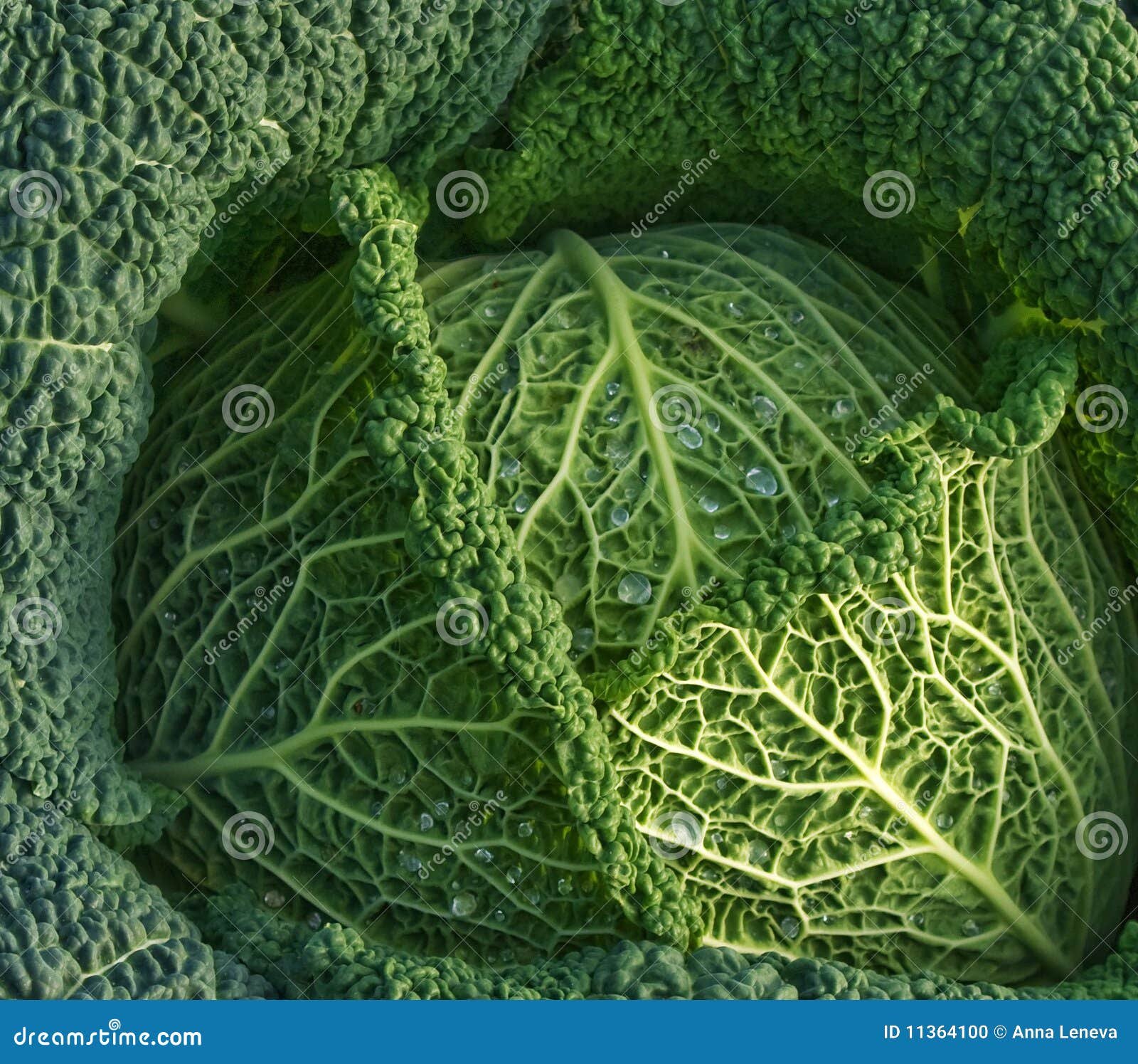 Cabbage stock photo. Image of grown, greenish, natural - 11364100