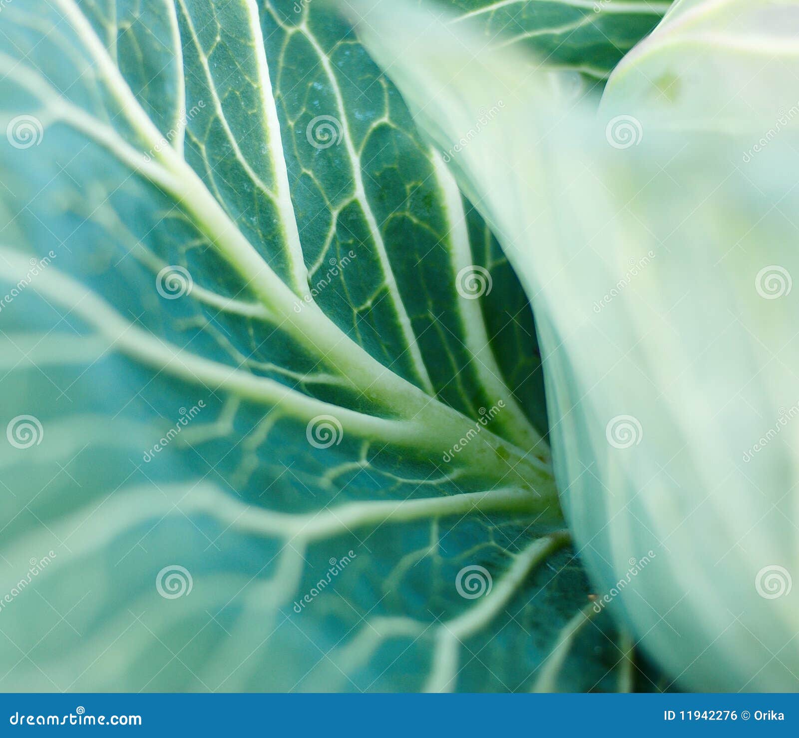 CABBAGE stock photo. Image of farm, circle, still, field - 11942276